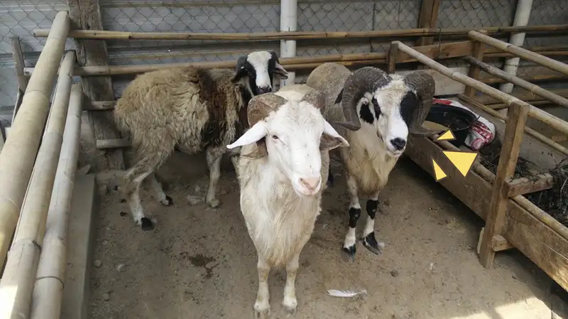 Konsumsi Daging Kambing dan Domba Tidak Sebabkan Masalah Kulit - BRIEF Konsumsi Daging Kambing dan Domba Tidak Sebabkan Masalah Kulit - BRIEF