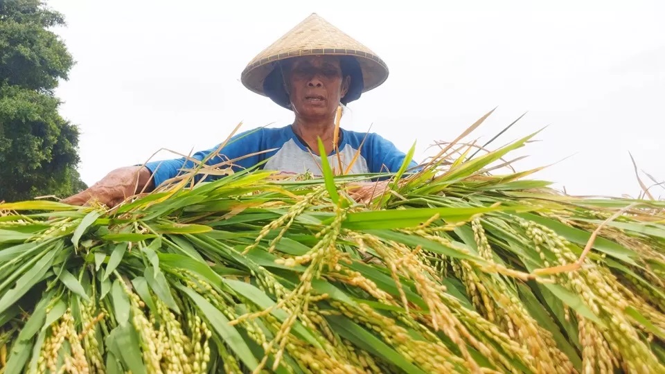 Saat Thailand hingga AS Turun, Produksi Beras Indonesia Malah Cetak ...